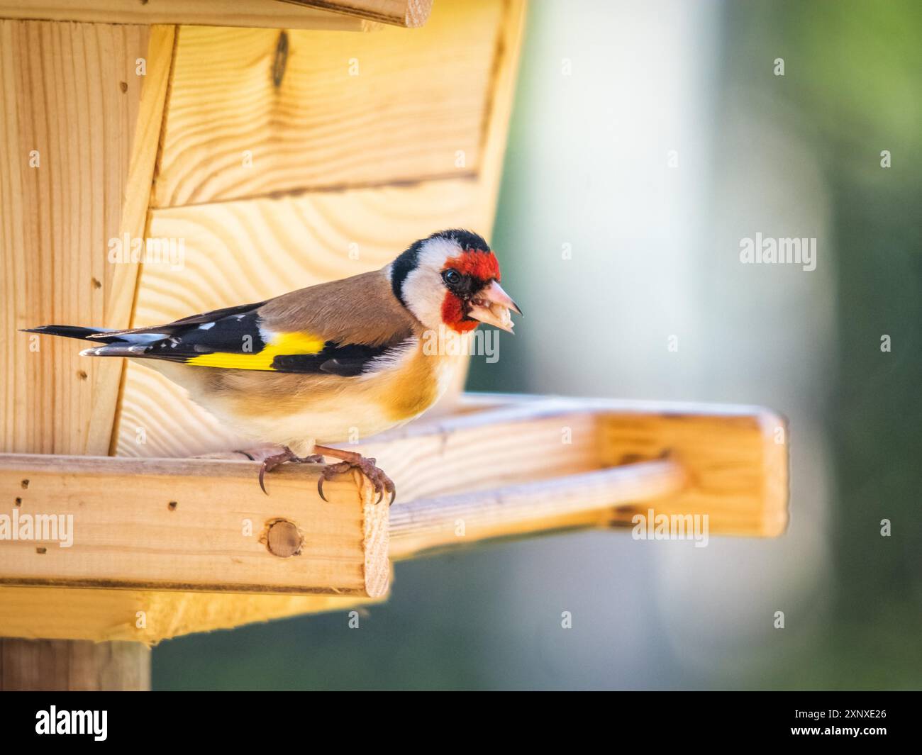 European goldfinch birdhouse hi-res stock photography and images - Alamy