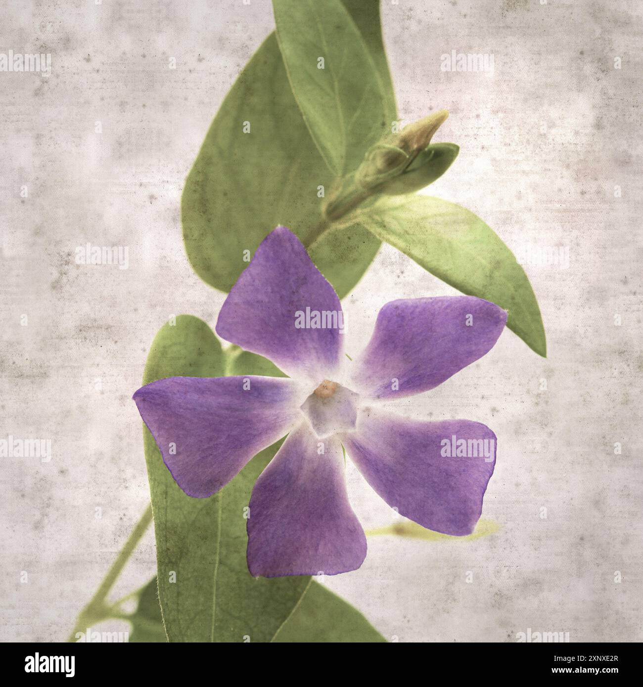 square stylish old textured paper background with blue Vinca major ...