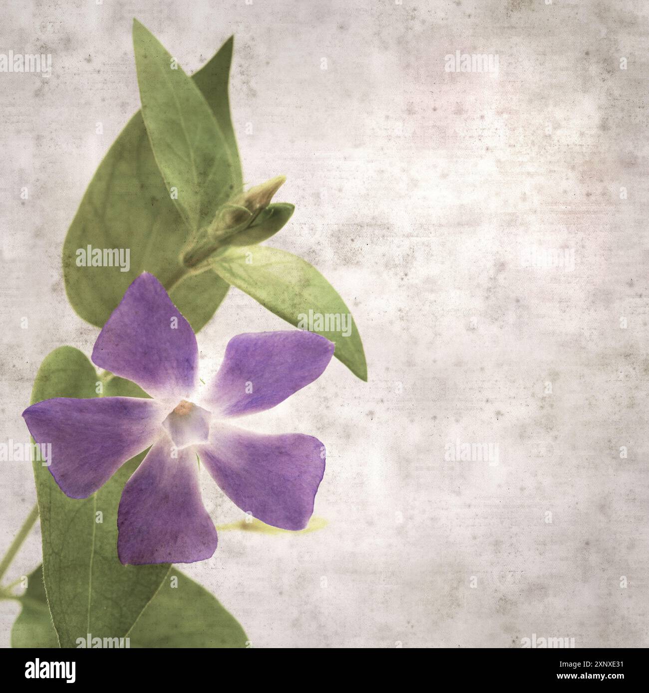 square stylish old textured paper background with blue Vinca major ...