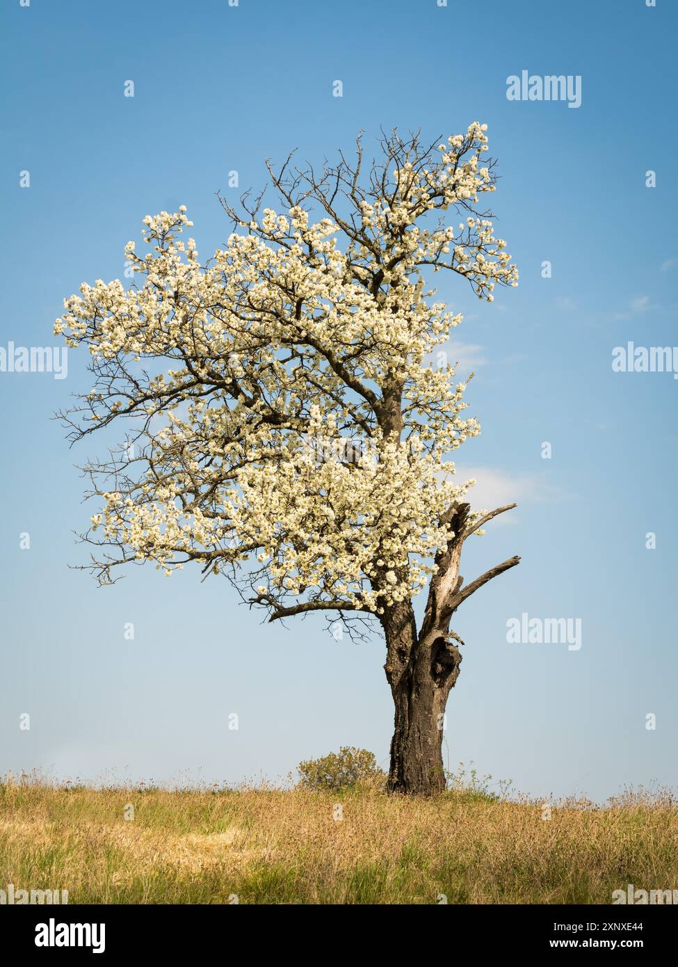 Cherry tree in spring Stock Photo - Alamy