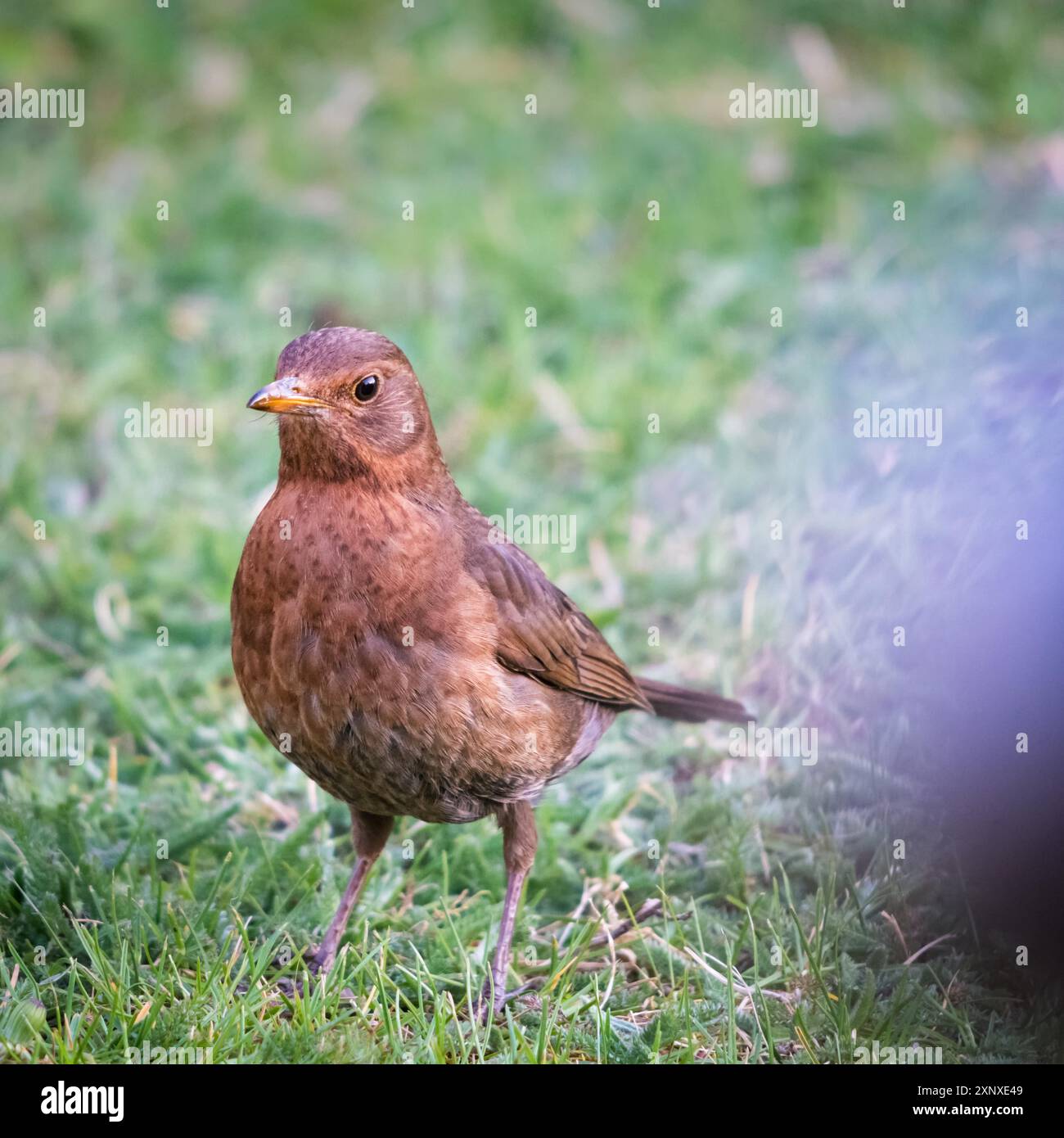 Female blackbird in a garden Stock Photo - Alamy