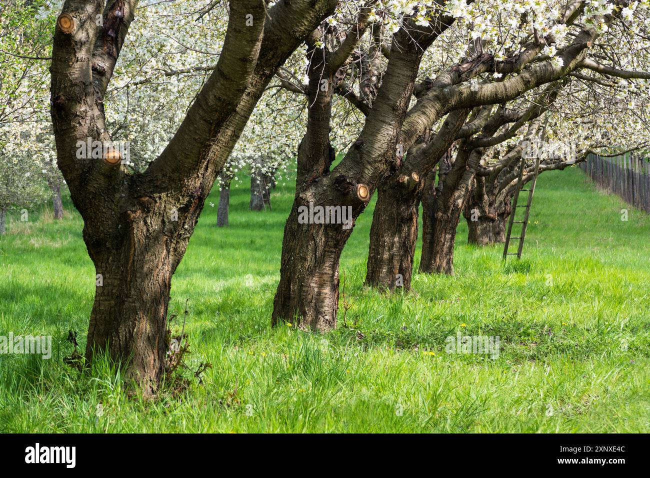 Old flowering cherry tree hi-res stock photography and images - Alamy