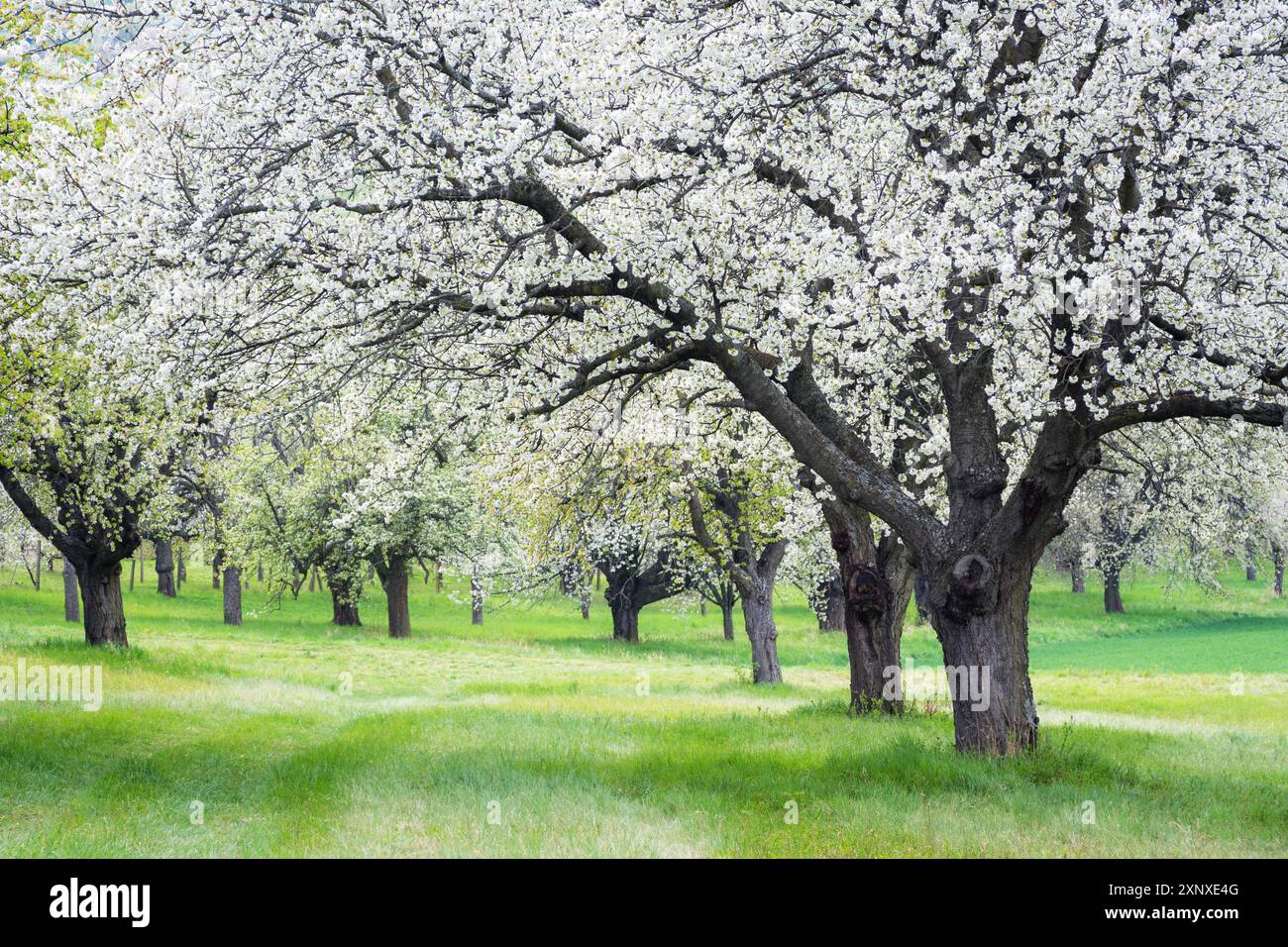 Cherry tree grove in full bloom in Spring Stock Photo - Alamy