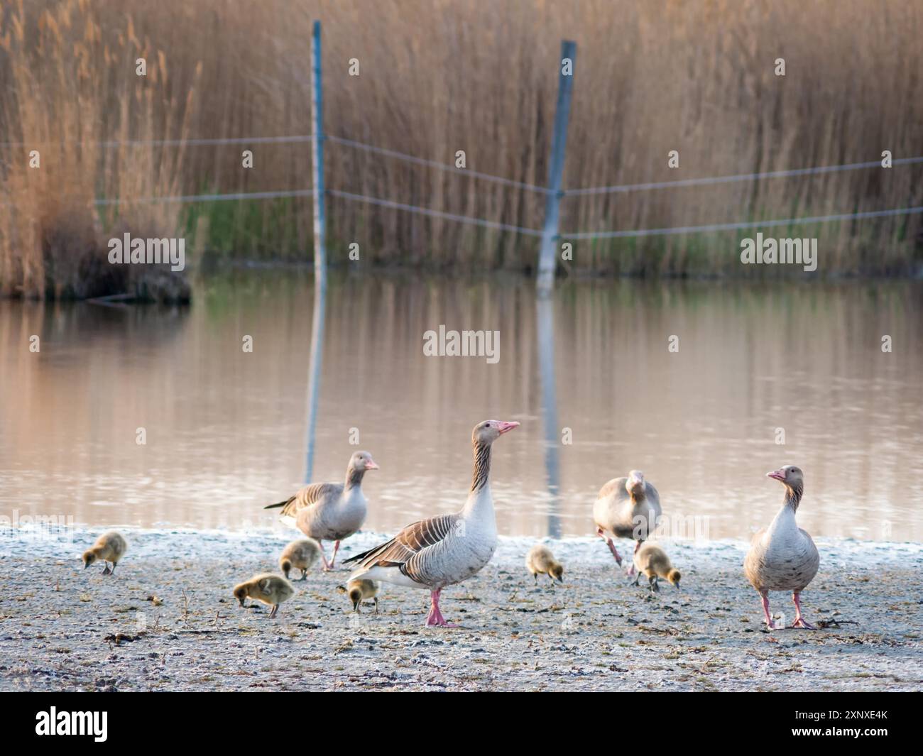 Animal family of geese on a lake Stock Photo - Alamy