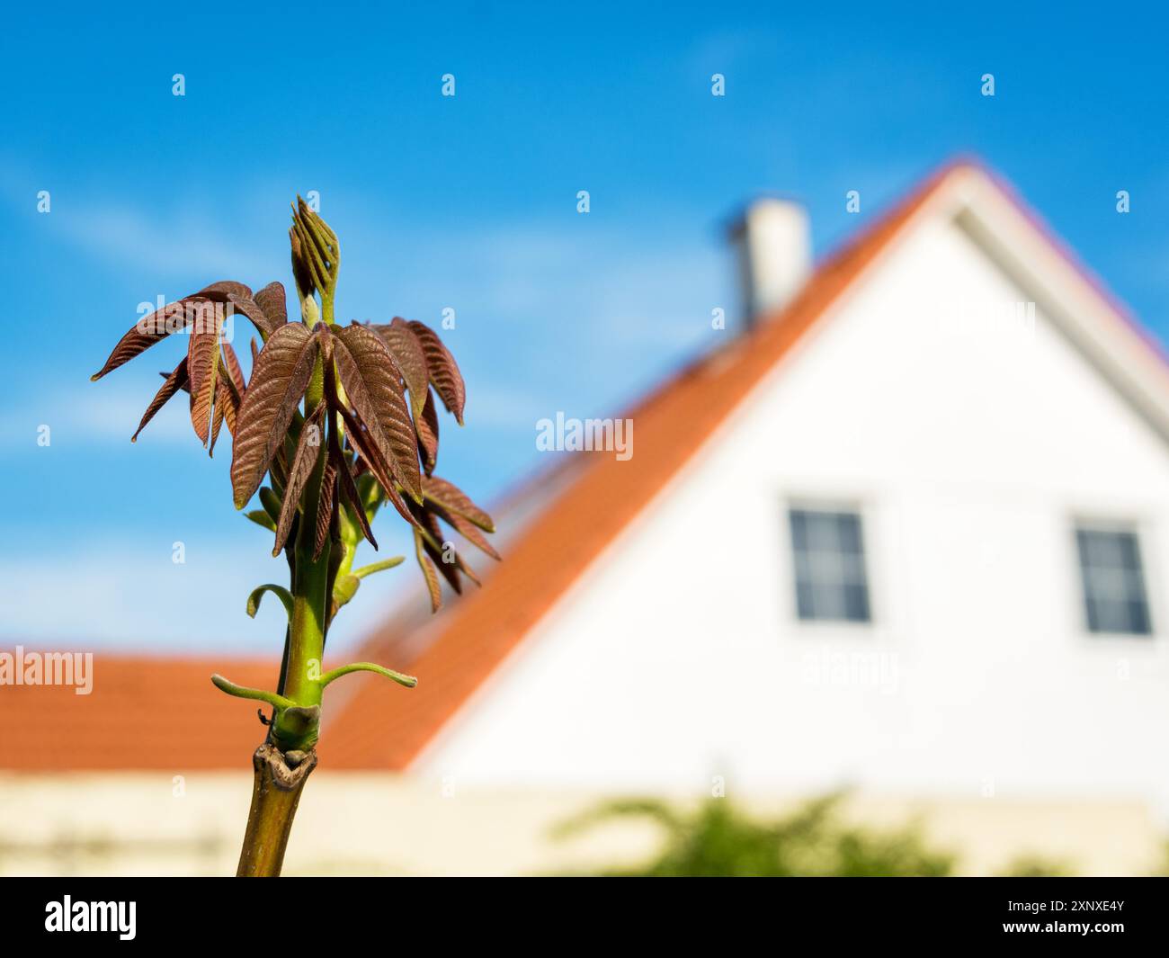 Walnut garden hi-res stock photography and images - Alamy