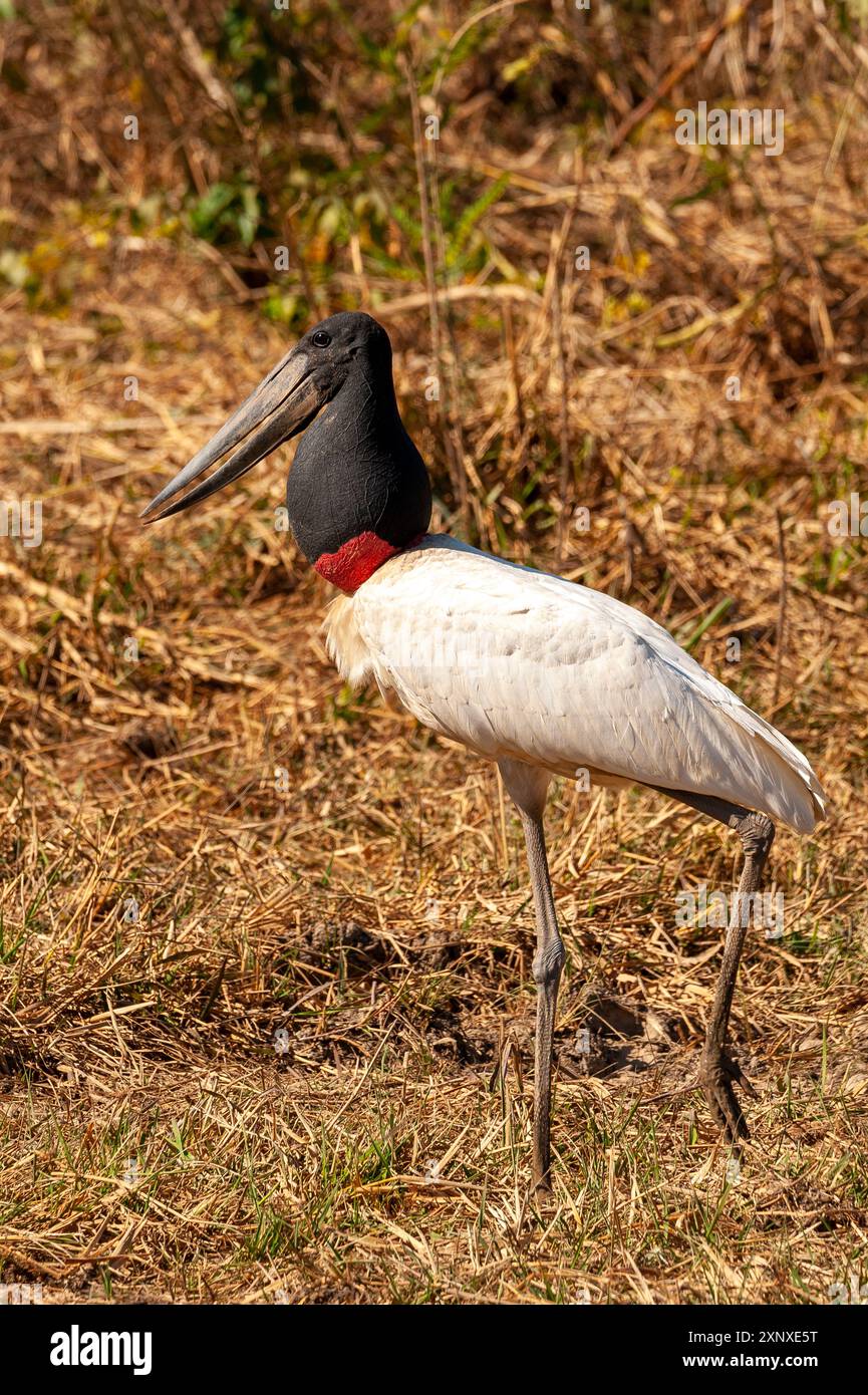 Tuiuiu bird, considered the symbol of the Pantanal of Mato Grosso,an ...