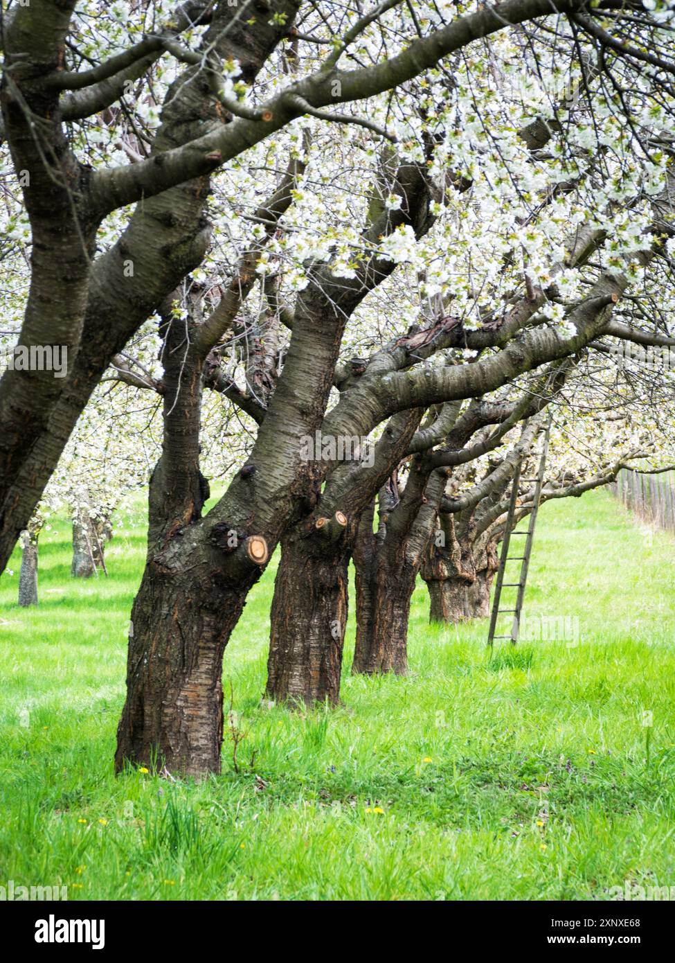 Bloom flowering blossom bloom spring hi-res stock photography and ...