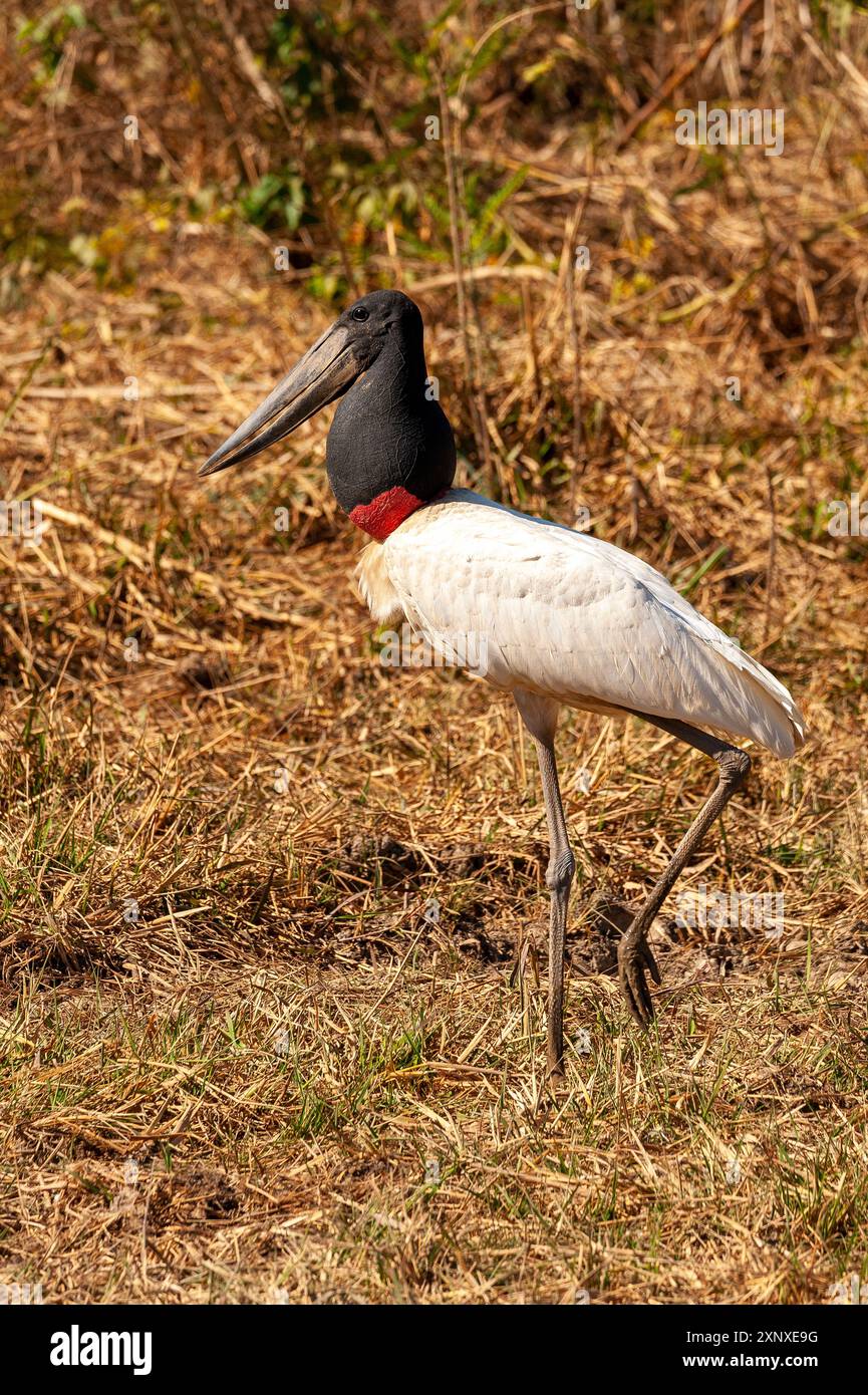 Tuiuiu bird, considered the symbol of the Pantanal of Mato Grosso,an ...