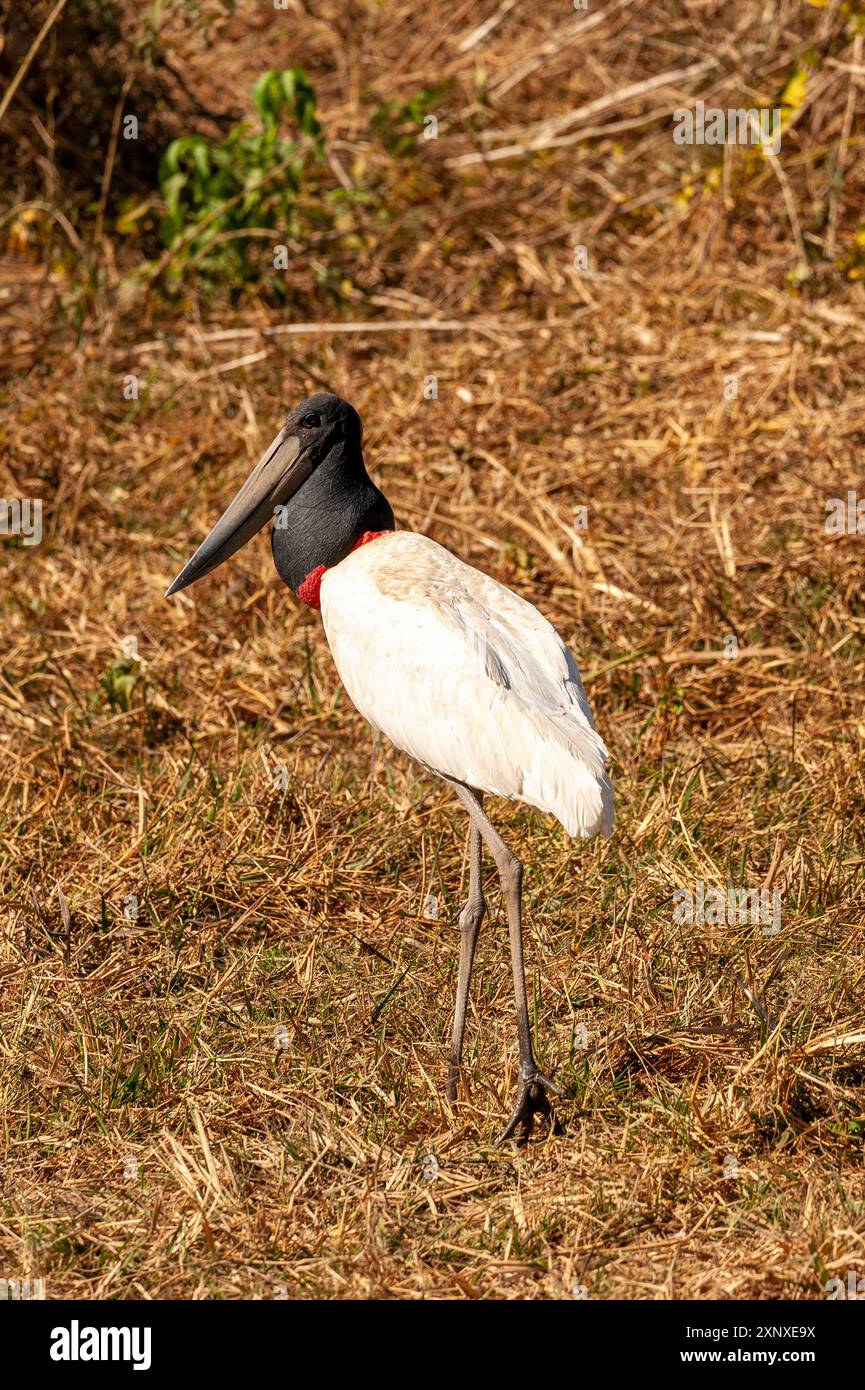 Tuiuiu bird, considered the symbol of the Pantanal of Mato Grosso,an ...