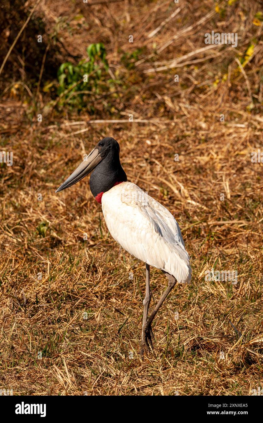Tuiuiu bird, considered the symbol of the Pantanal of Mato Grosso,an ...