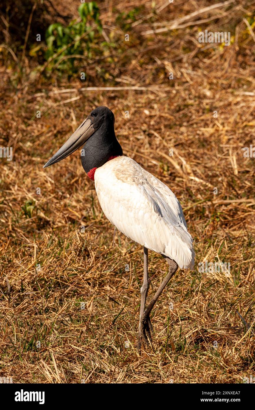 Tuiuiu bird, considered the symbol of the Pantanal of Mato Grosso,an ...