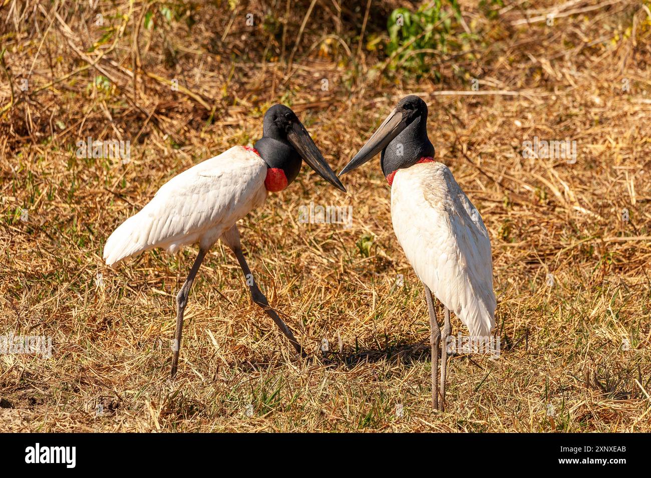 Tuiuiu bird, considered the symbol of the Pantanal of Mato Grosso,an ...