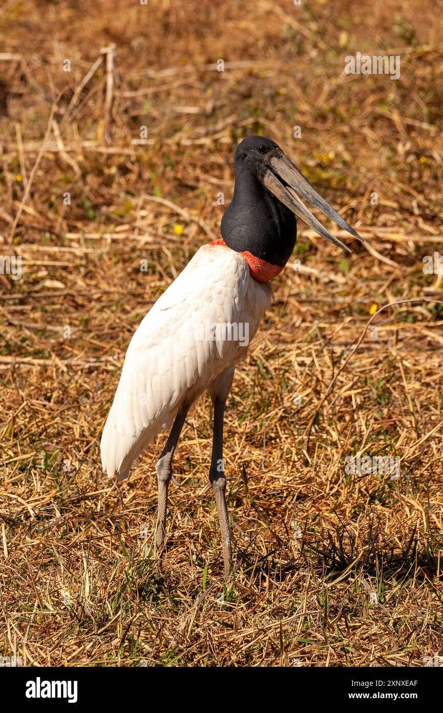 Tuiuiu bird, considered the symbol of the Pantanal of Mato Grosso,an ...
