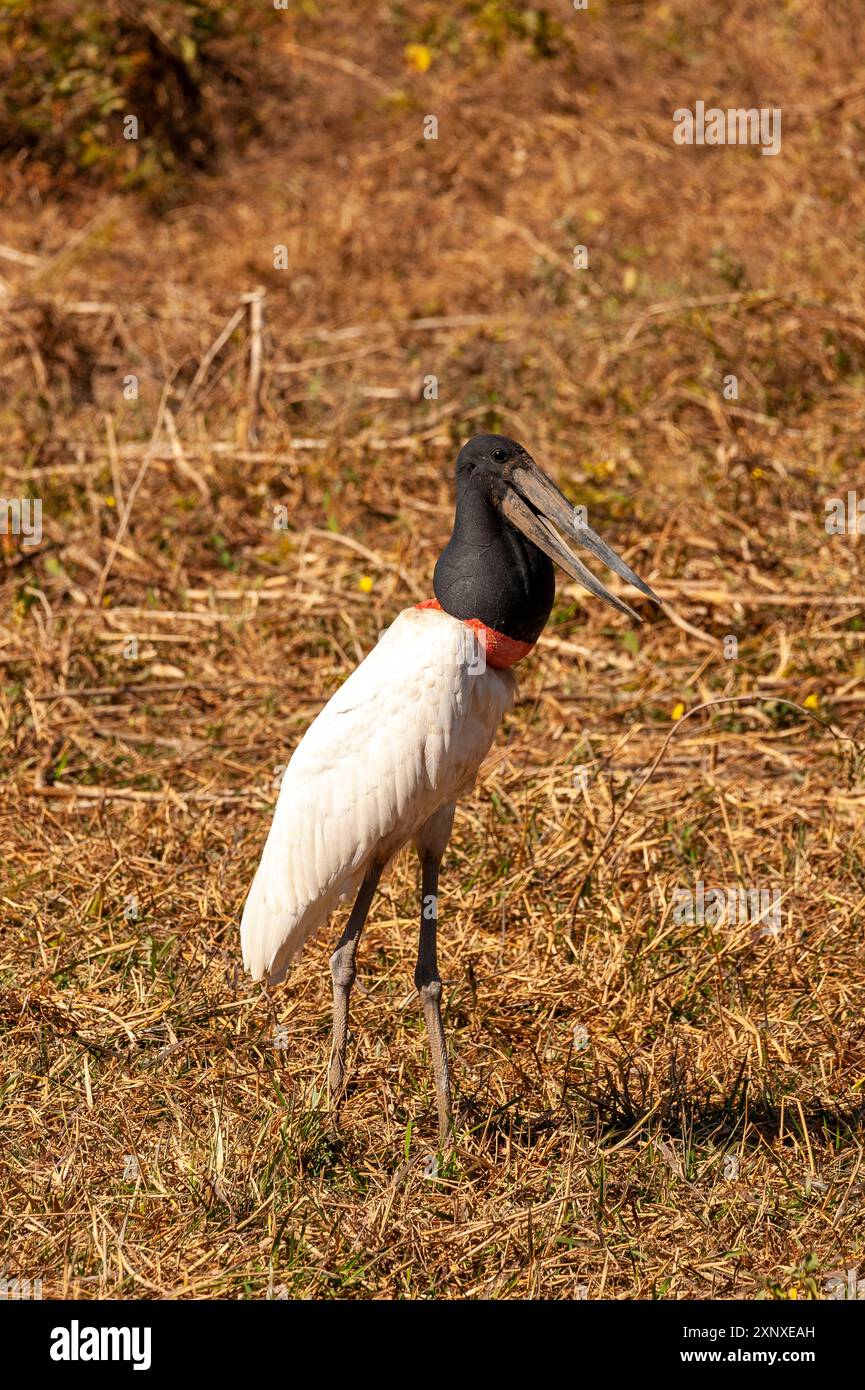 Tuiuiu bird, considered the symbol of the Pantanal of Mato Grosso,an ...