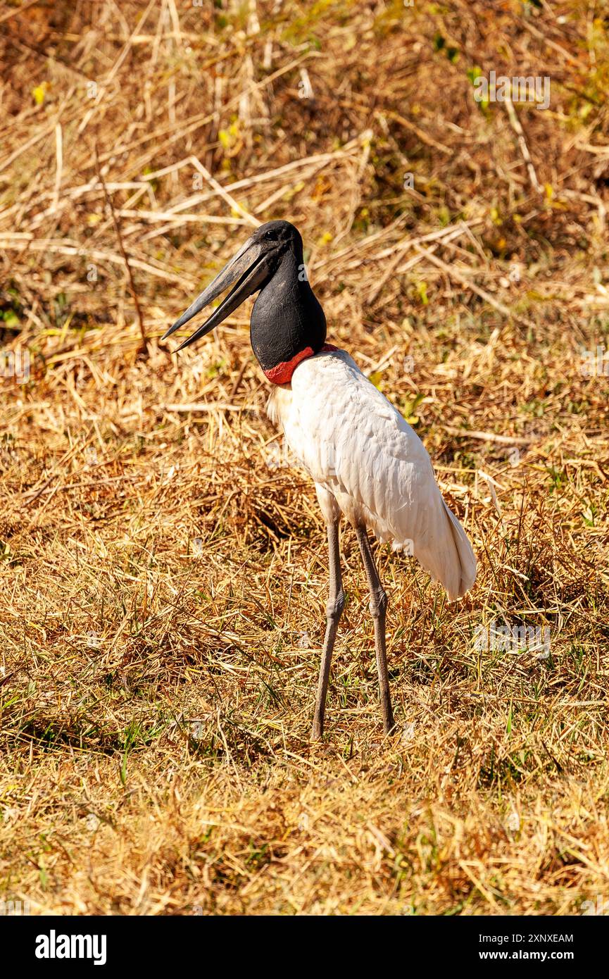 Tuiuiu bird, considered the symbol of the Pantanal of Mato Grosso,an ...