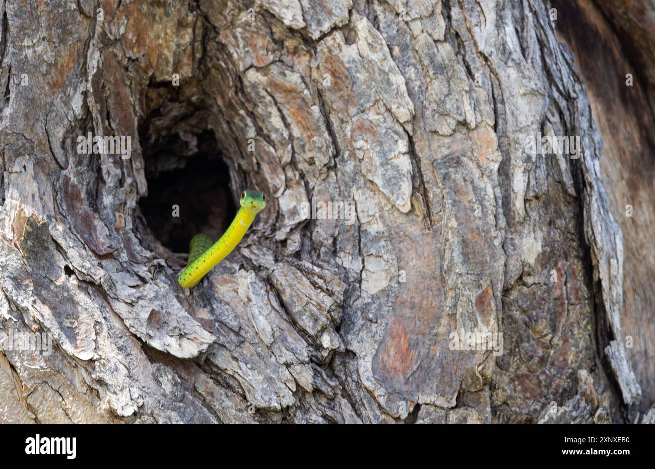 The Spotted Bush Snake is highly arboreal and a hunter of lizards. They ...