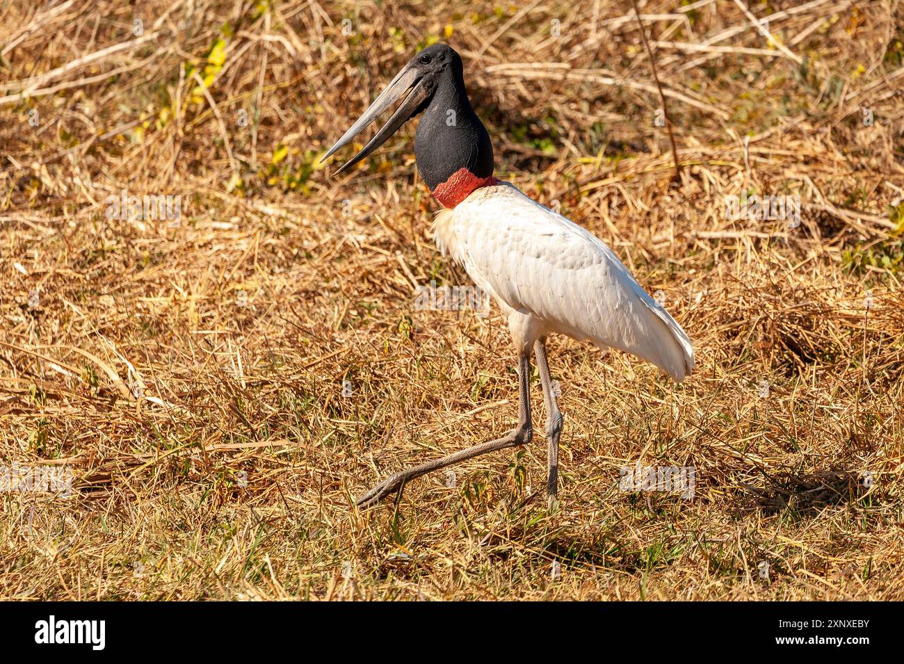 Tuiuiu bird, considered the symbol of the Pantanal of Mato Grosso,an ...