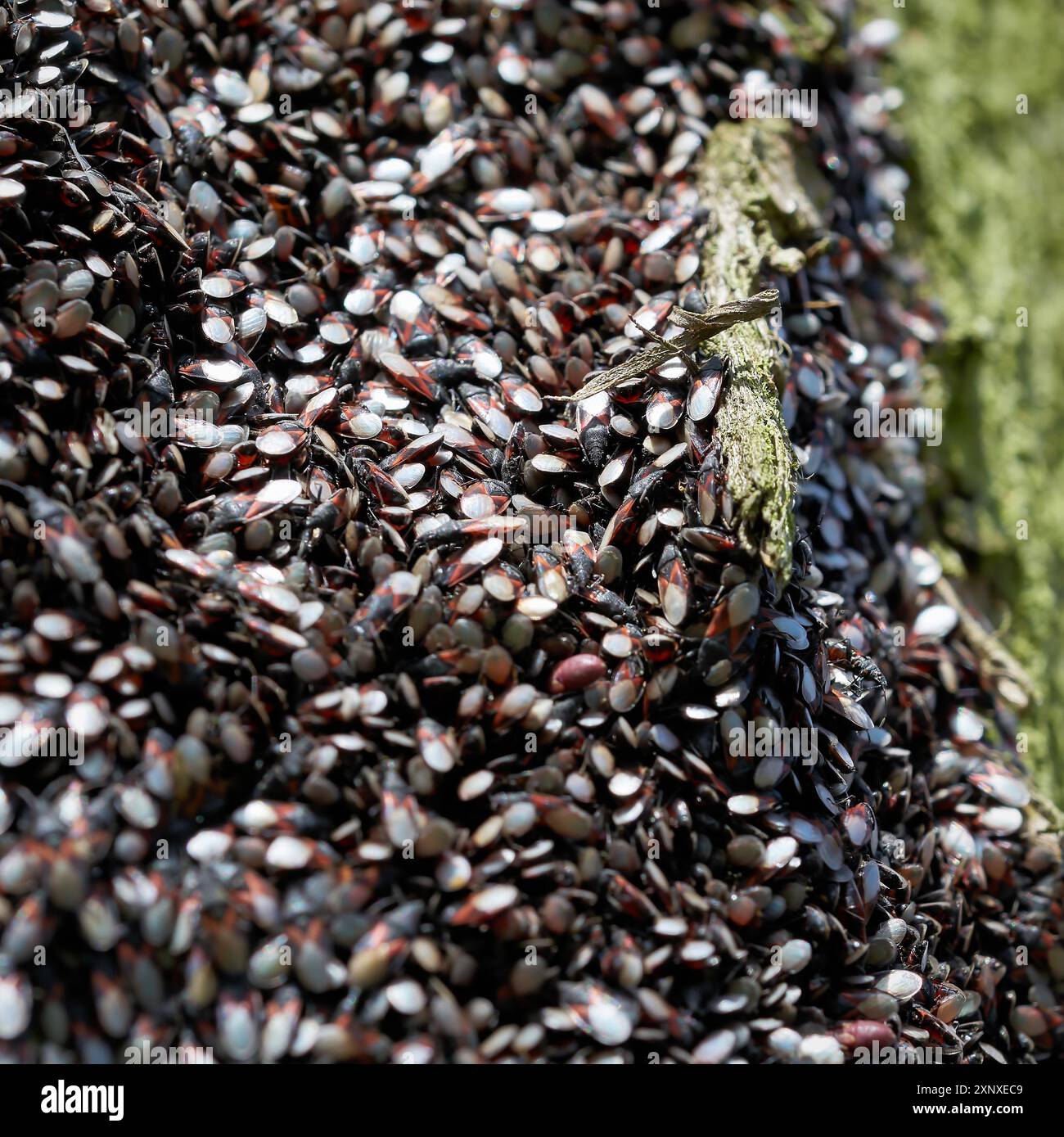 Invasion of lime seed bug (Oxycarenus lavaterae) on a lime tree in a ...