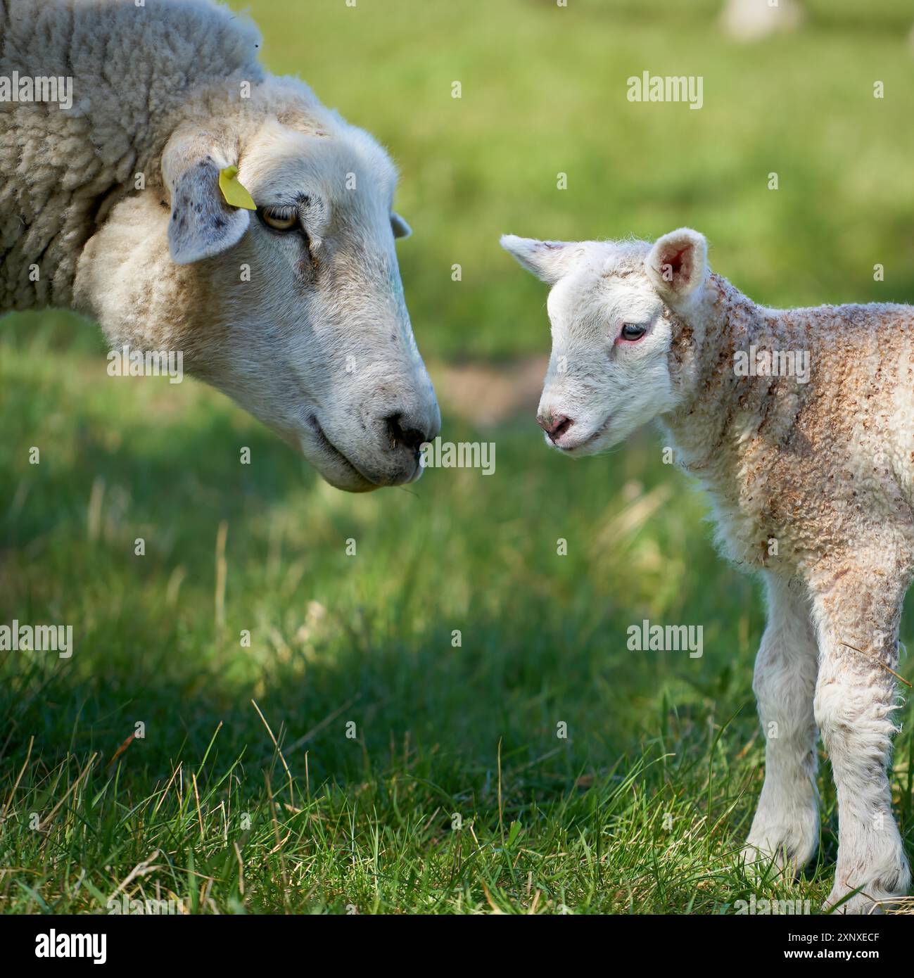 Breeding ewe hi-res stock photography and images - Alamy