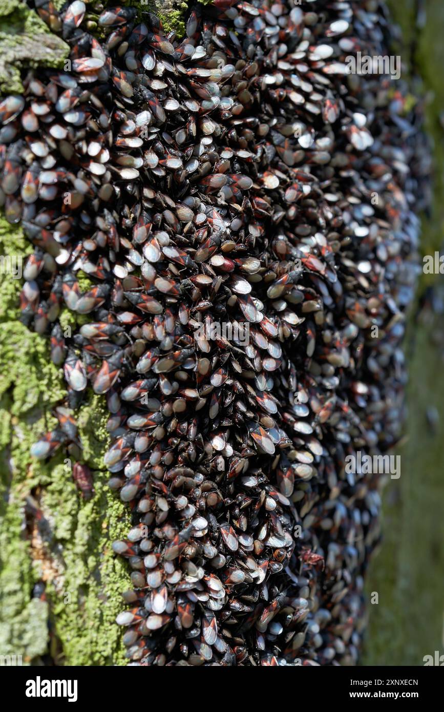 Invasion of lime seed bug (Oxycarenus lavaterae) on a lime tree in a ...