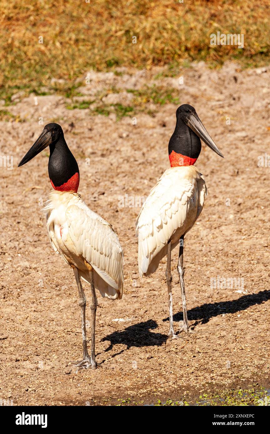 Tuiuiu bird, considered the symbol of the Pantanal of Mato Grosso,an ...