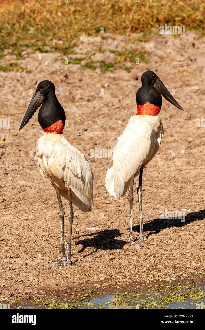 Tuiuiu bird, considered the symbol of the Pantanal of Mato Grosso,an ...