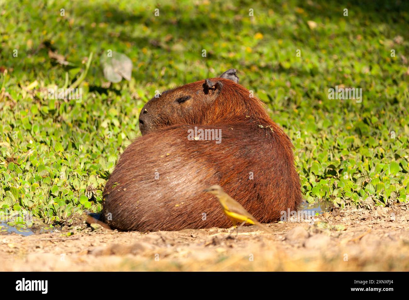 Capybara, the biggest rodent in the world basking in the sun as seen ...