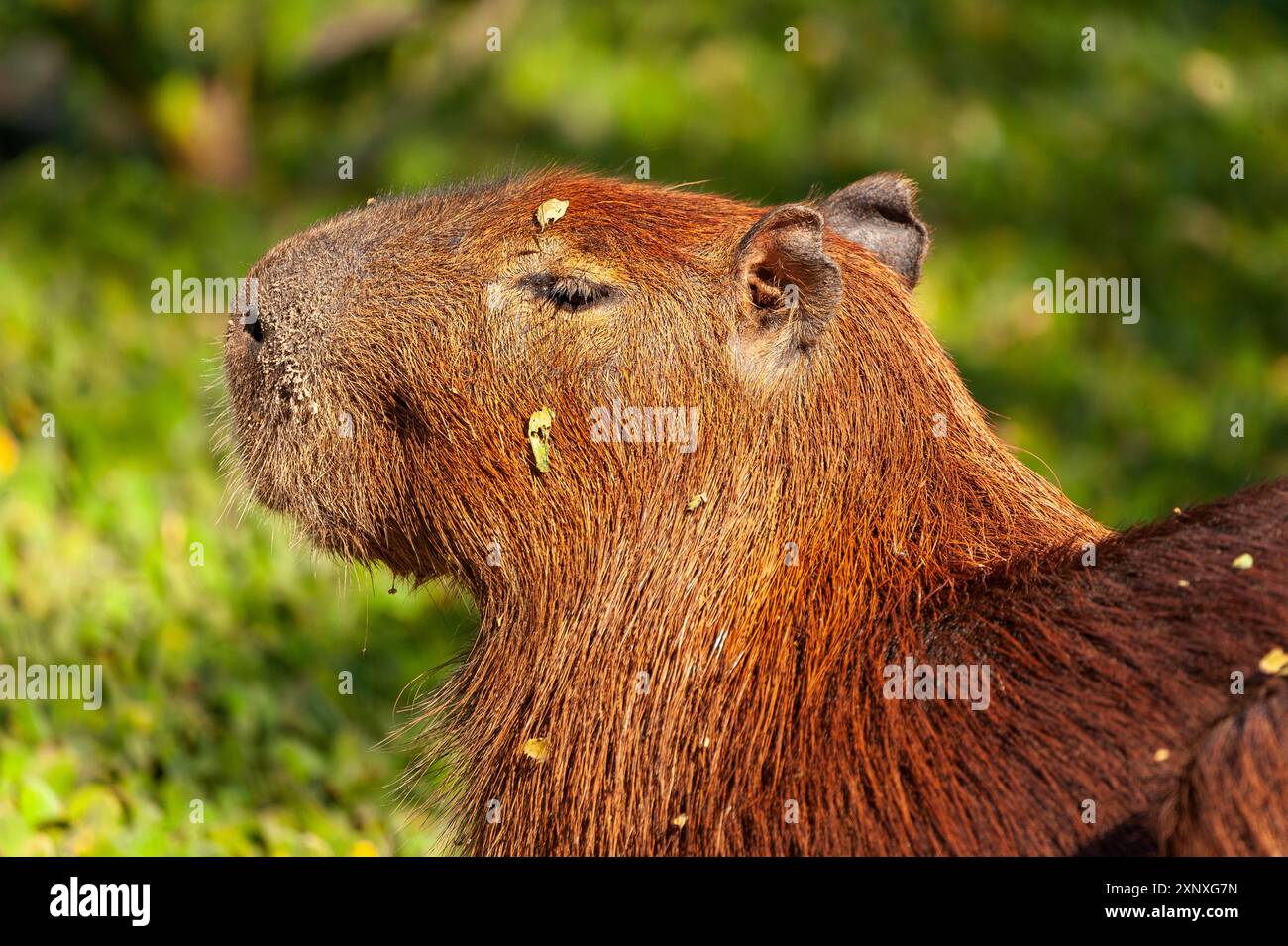 Capybara, the biggest rodent in the world basking in the sun as seen ...