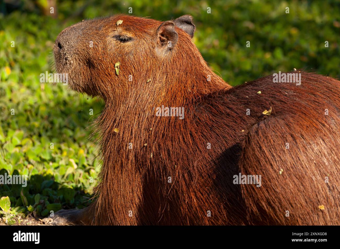 Capybara, the biggest rodent in the world basking in the sun as seen ...