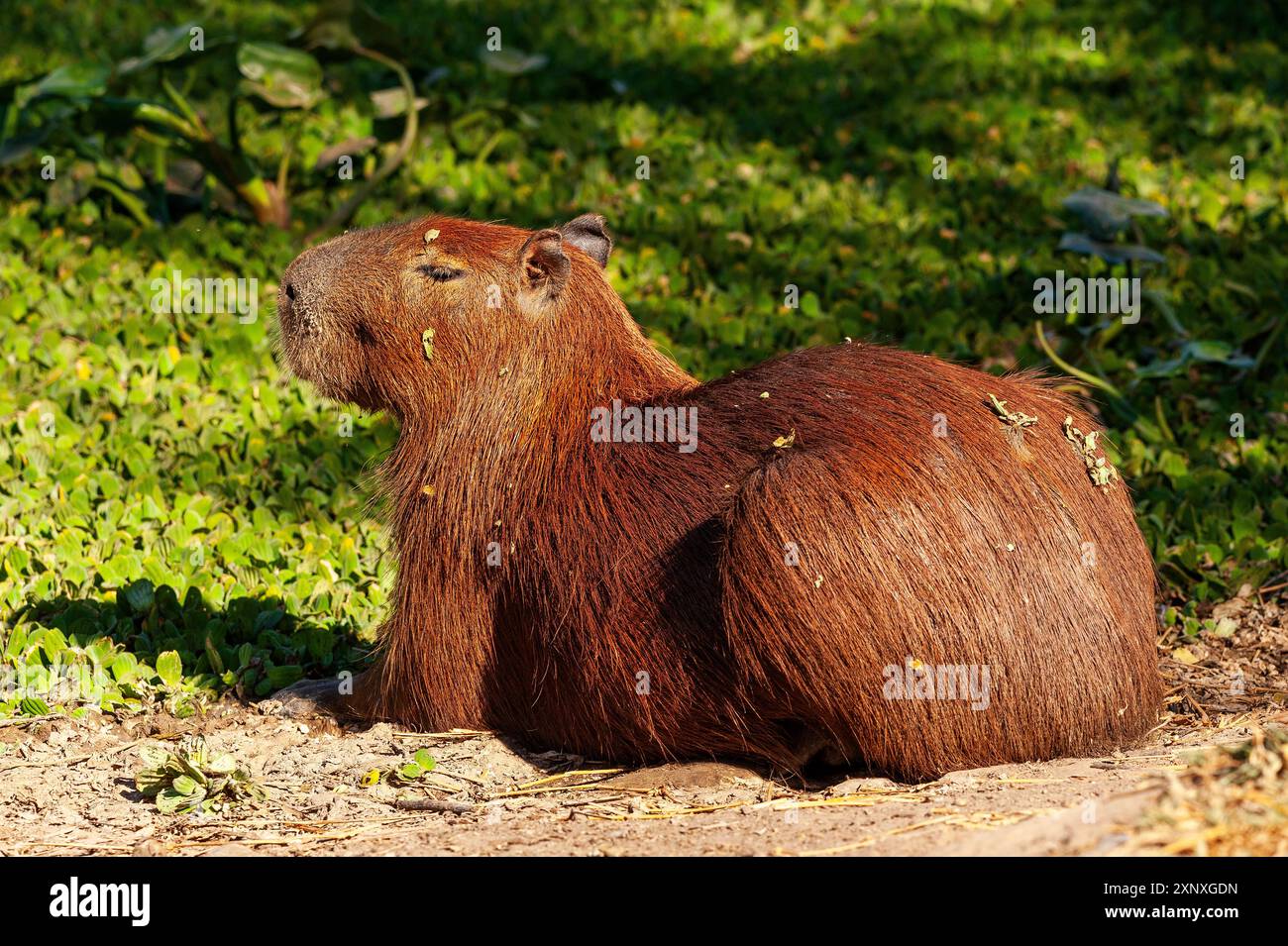 Capybara, the biggest rodent in the world basking in the sun as seen ...