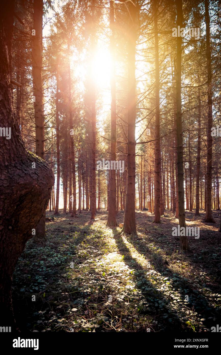 Magical sunset and sunbeams in the woodland, spring time. Tree trunks ...