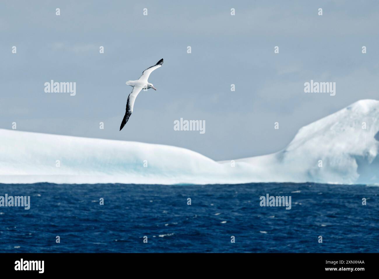 Snowy Albatross flying over icebergs, Antarctica, Polar Regions ...