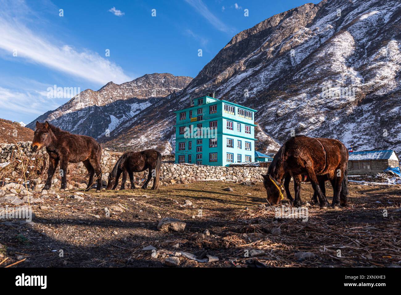 Pack horses in front of a turquoise mountain lodge with Lang Tang ...