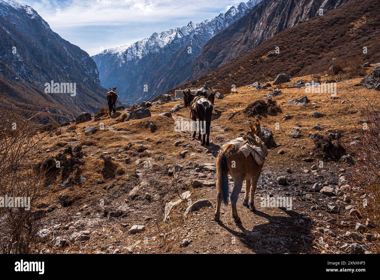 On the Trail with Pack Mules transporting gear in the Himalayas, Lang ...