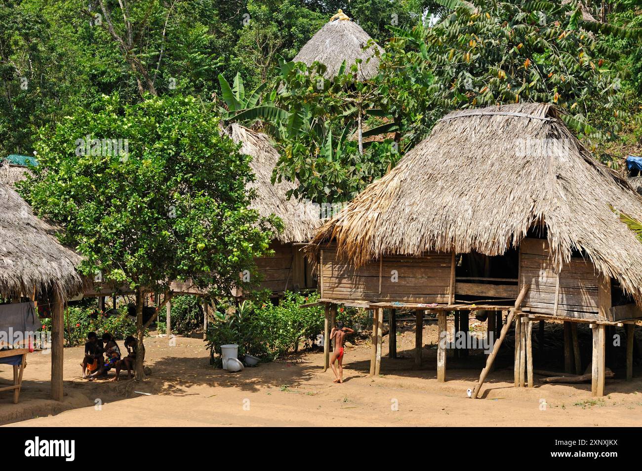 Thatched houses in a village of Embera native community living by the ...