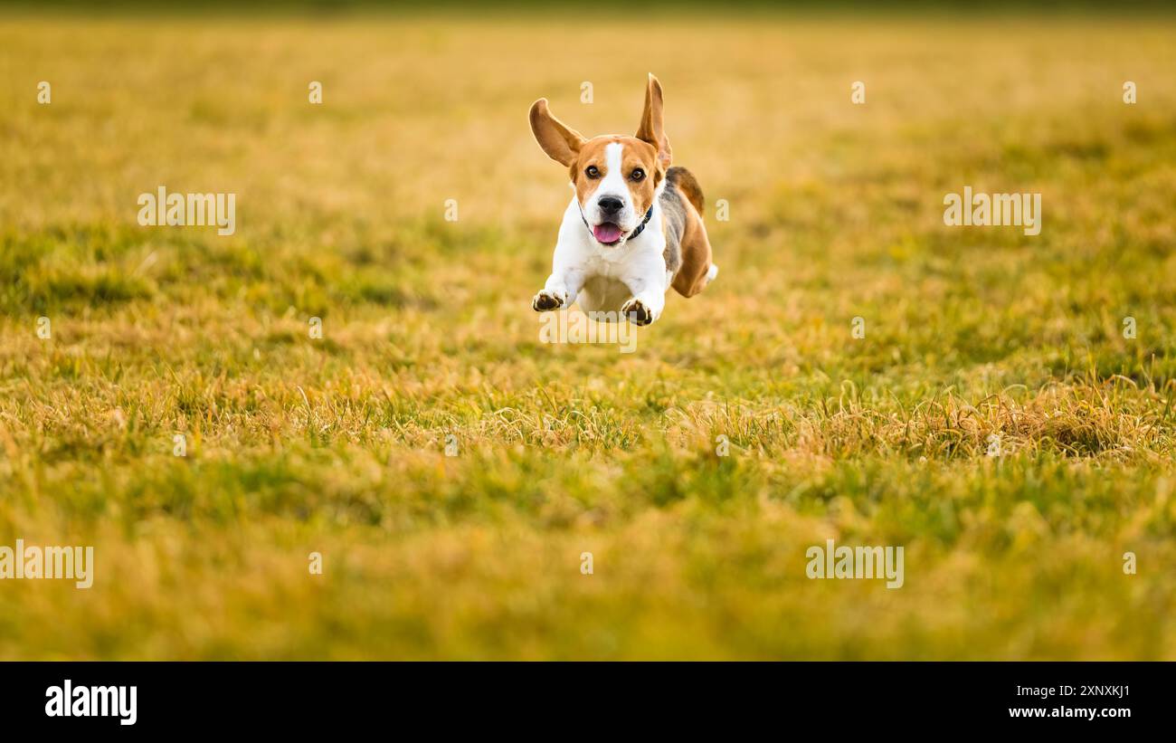 Dog Beagle running fast and jumping with tongue out through green grass field in a spring. Pet ...