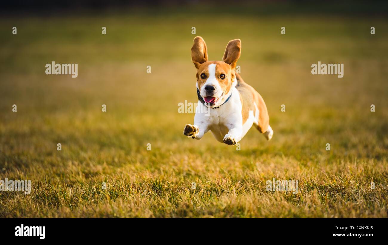 Dog Beagle running fast and jumping with tongue out through green grass field in a spring. Pet ...