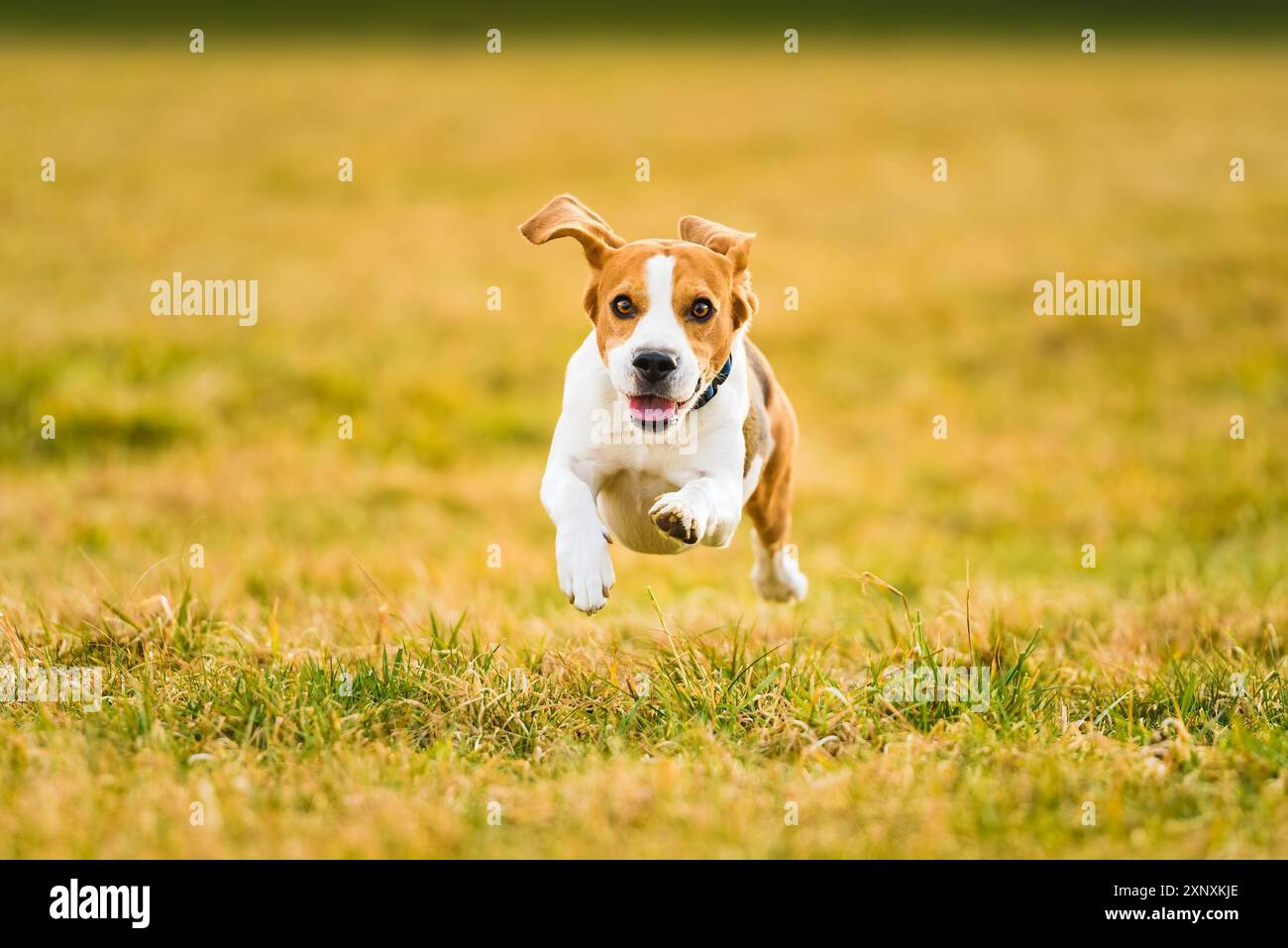 Dog Beagle running fast and jumping with tongue out through green grass field in a spring. Pet ...