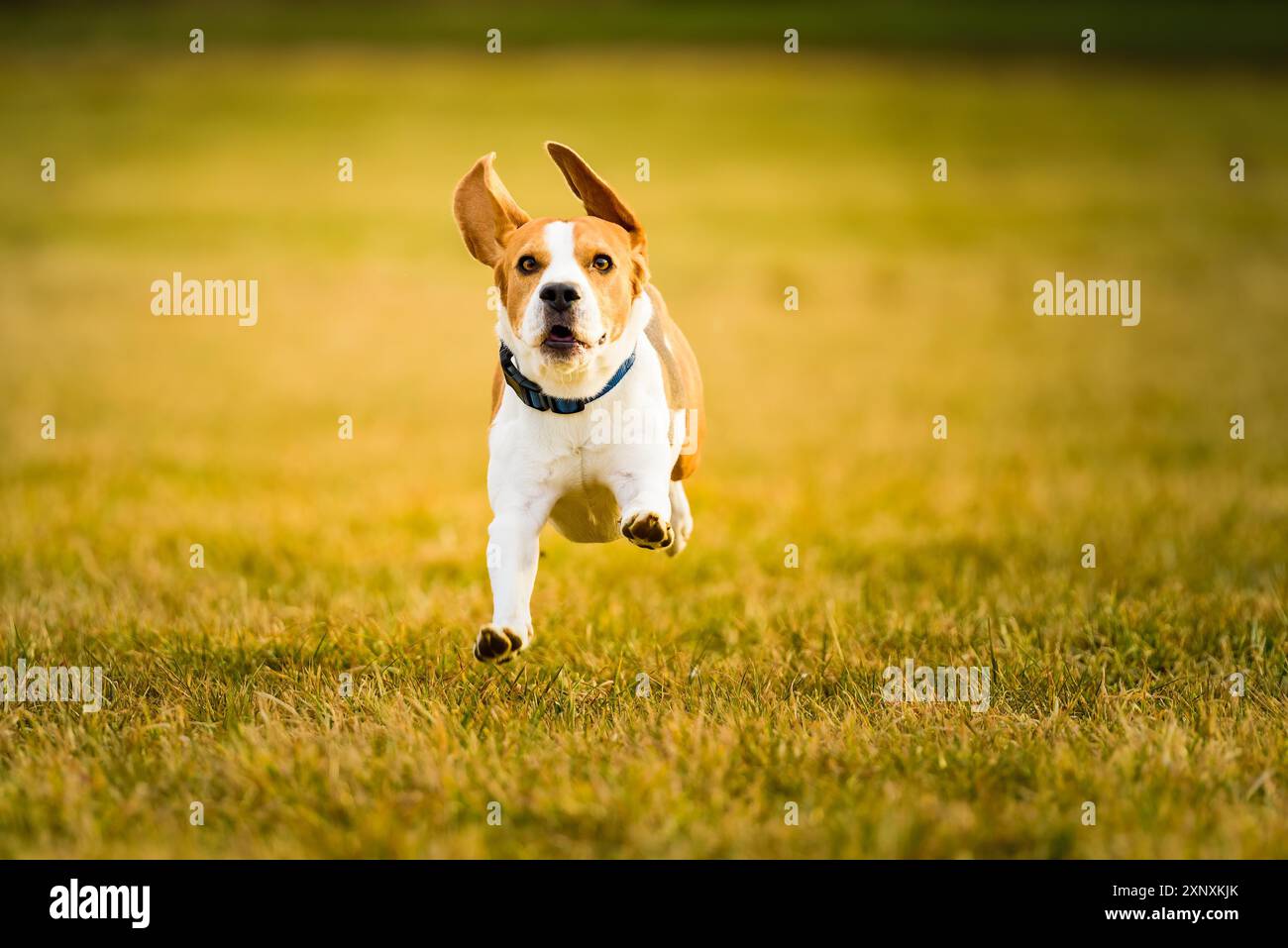 Dog Beagle running fast and jumping with tongue out through green grass field in a spring. Pet ...