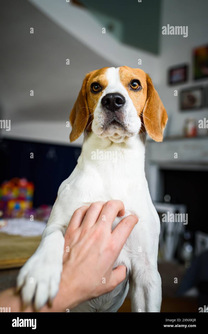 Owner pet a beagle dog. Scratching dog chest. Happy dog pose at home ...