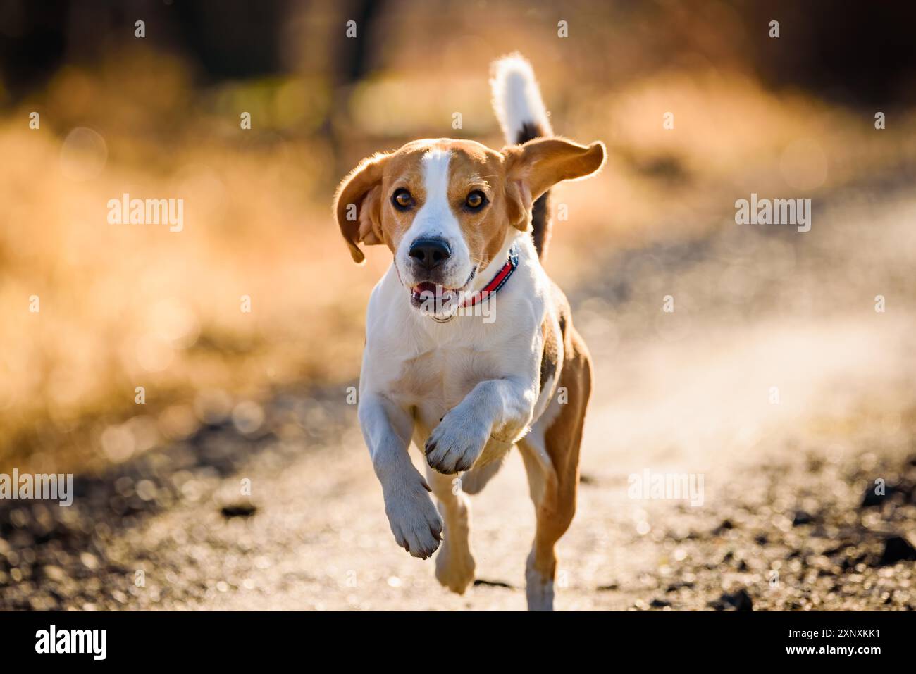 Beagle running hi-res stock photography and images - Alamy