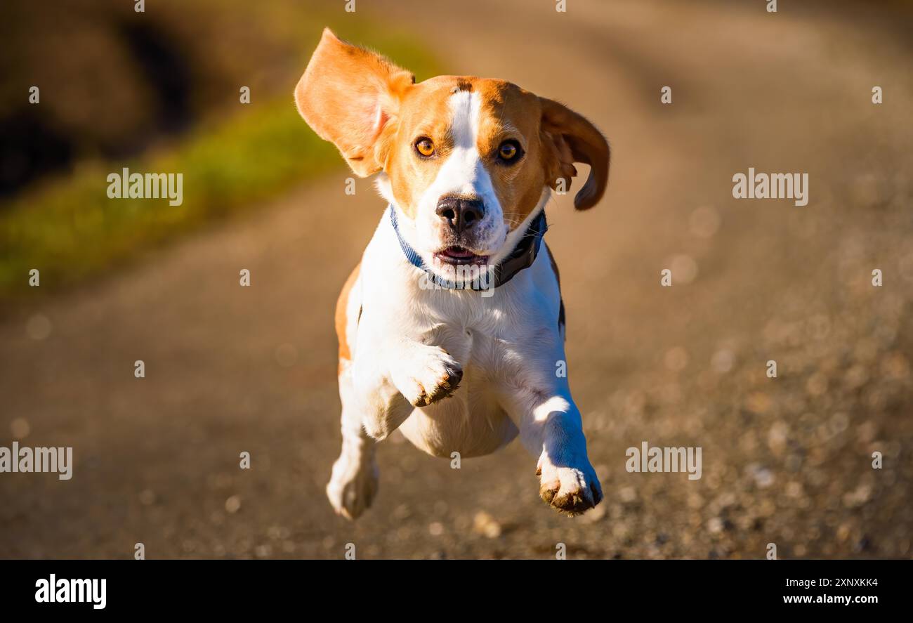 Dog Beagle running fast and jumping with tongue out on the rural path. Pet background Stock ...