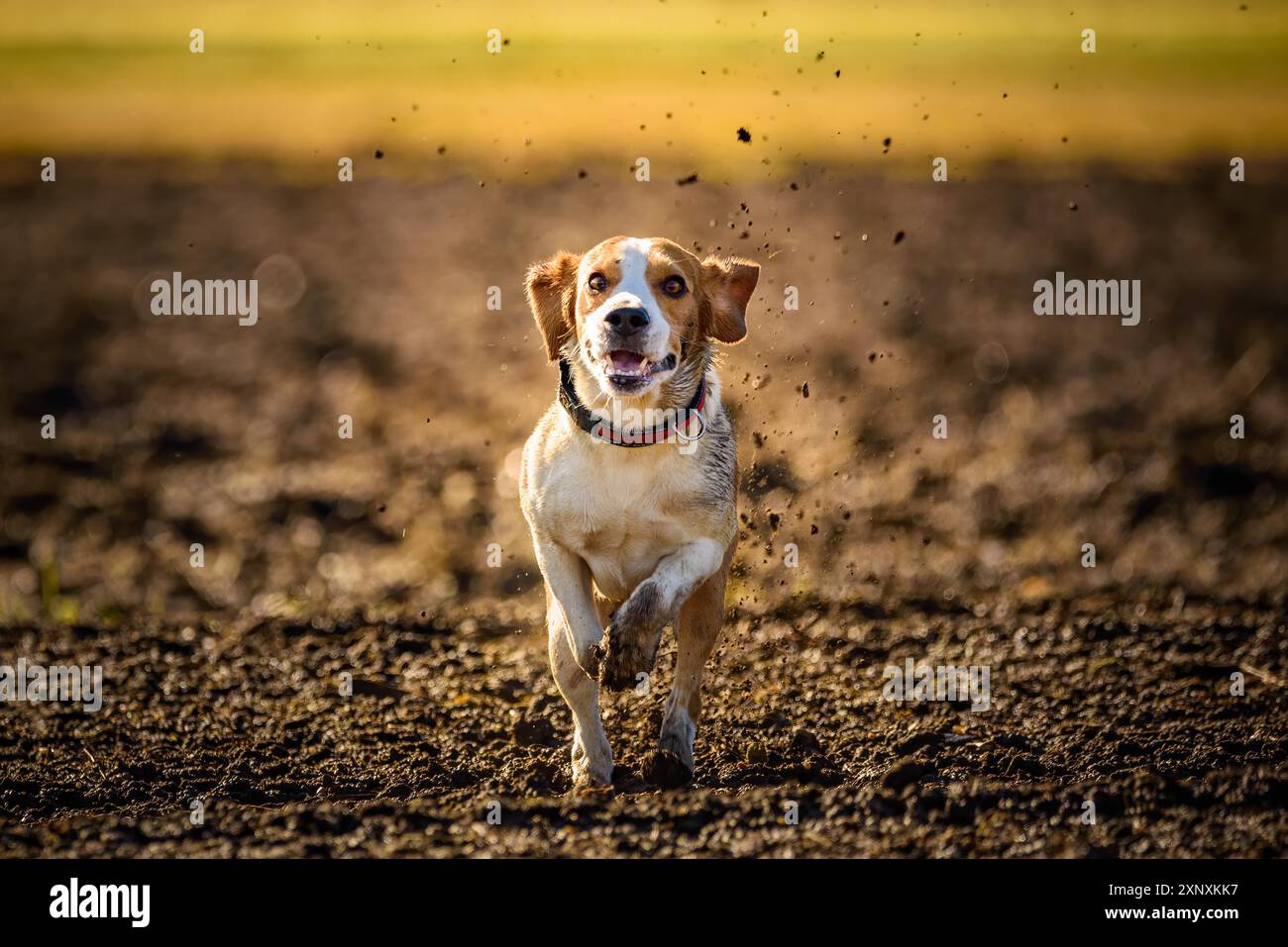 Dirty Dog Beagle running fast and jumping with tongue out through field in a spring. Pet ...