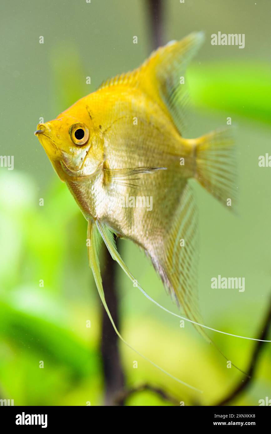 Pterophyllum Scalare in aqarium water, yellow angelfish Stock Photo - Alamy