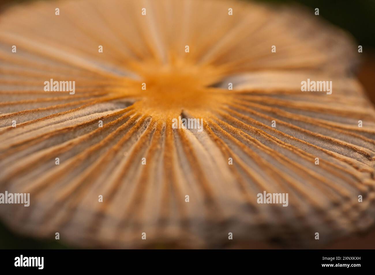 Leucocoprinus hi-res stock photography and images - Alamy