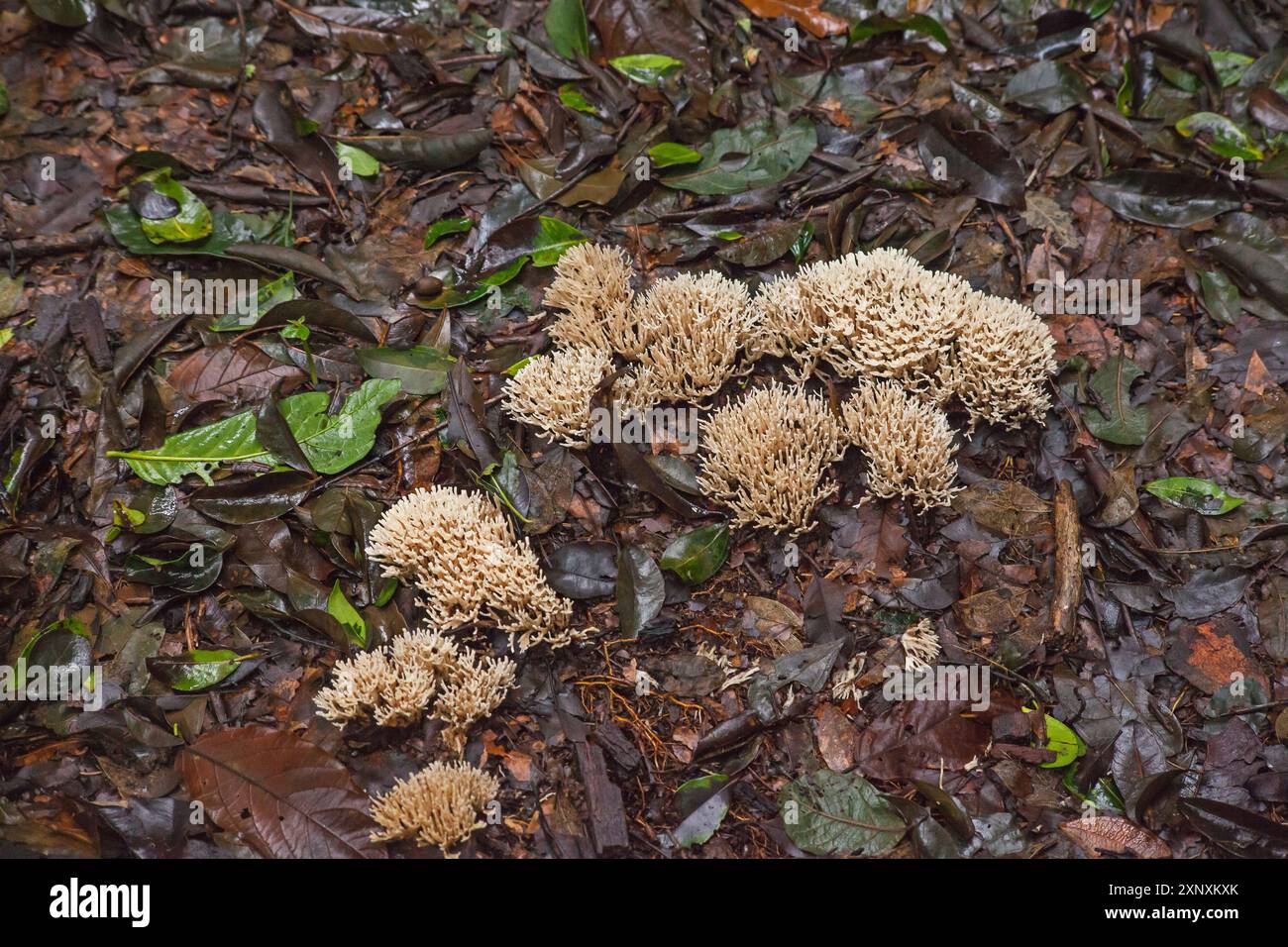 Angel hair coral 14148 Stock Photo - Alamy