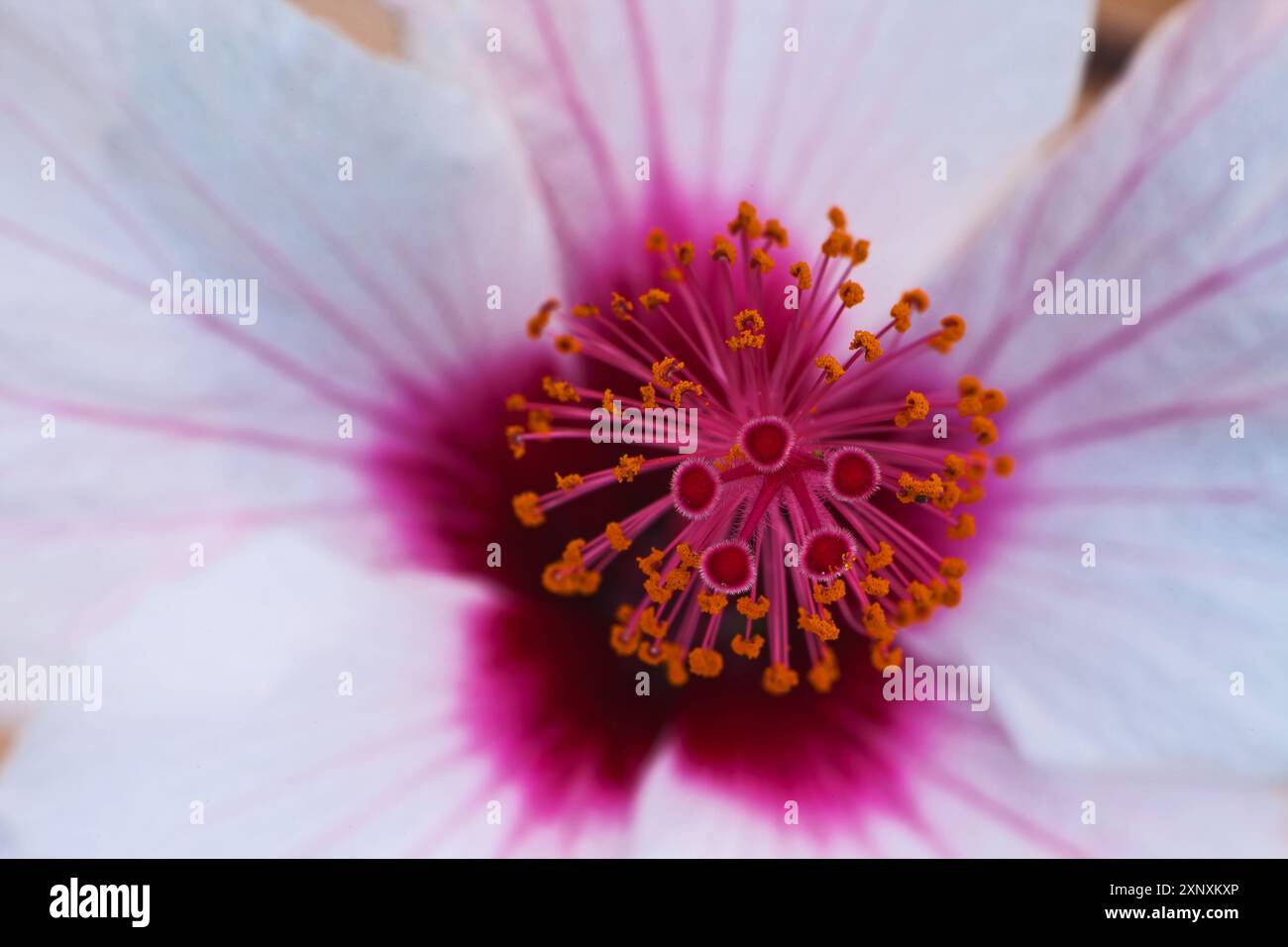 Intimate flower hi-res stock photography and images - Alamy