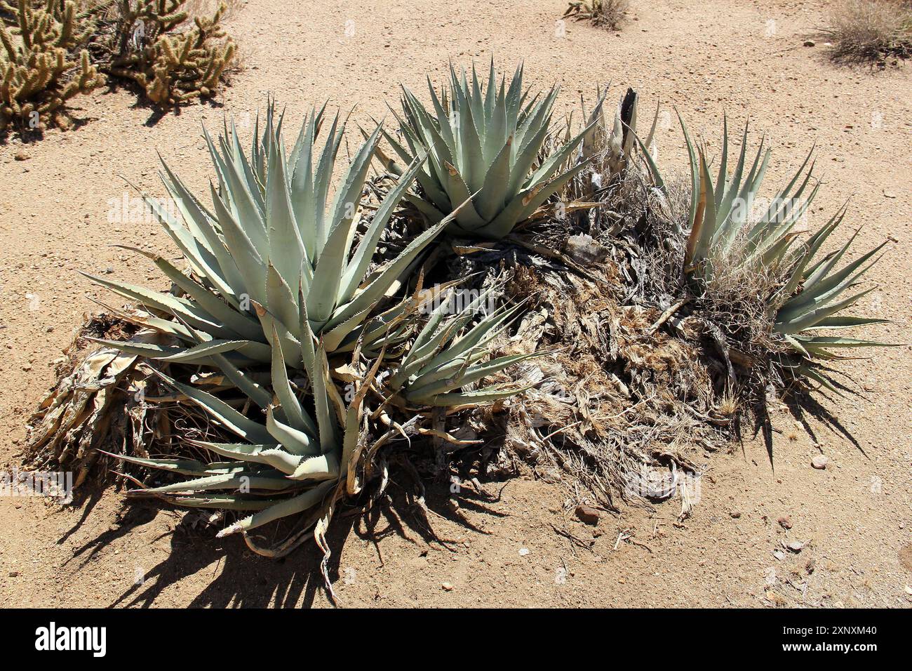 Desert vegetation of the Box Canyon, Anza-Borrego Desert State Park, CA ...
