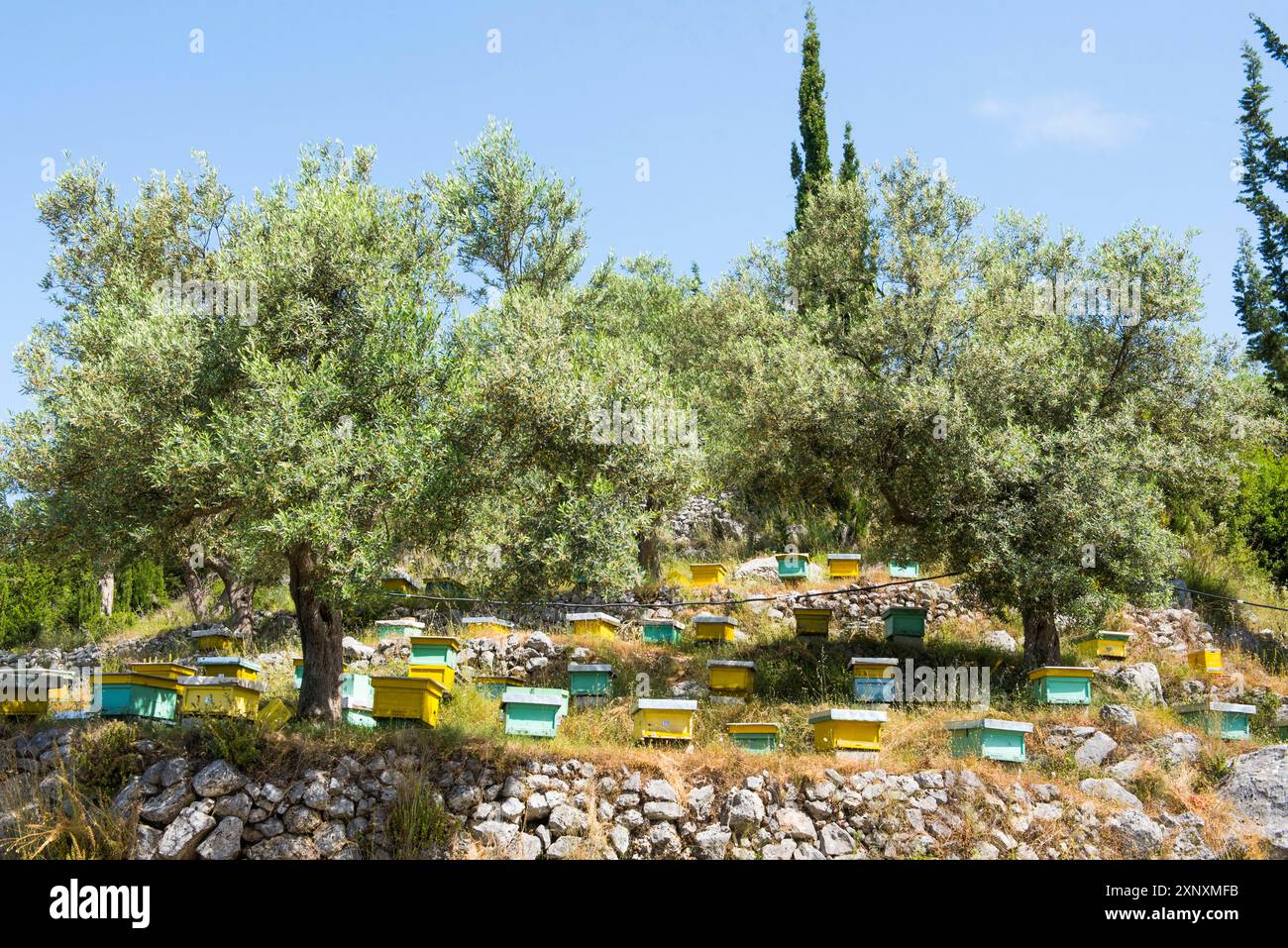 Bee hives set in an olive grove, Llogara National Park, a park centered ...