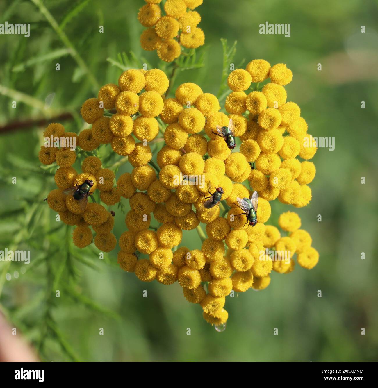 Tansy tanacetum vulgare wormwood hi-res stock photography and images ...